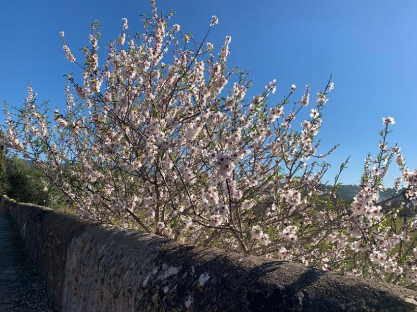Embrace the enchantment of Mallorca's almond blossom season - Final thoughts