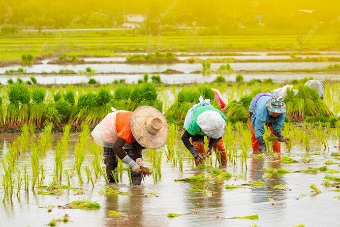 Embrace the Farmer's Way: Dive into the Paddy Farming Adventure - Key Points