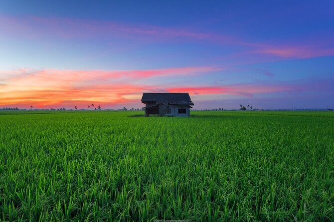 Embrace the Farmer's Way: Dive into the Paddy Farming Adventure - Introduction: A Unique Way to Connect with Malaysian Agriculture