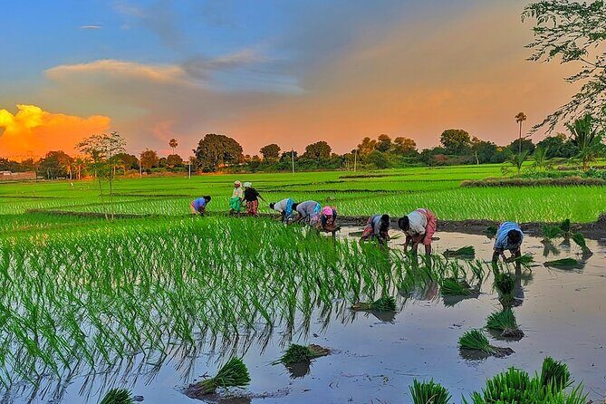 Embrace the Farmer's Way: Dive into the Paddy Farming Adventure - Final Thoughts
