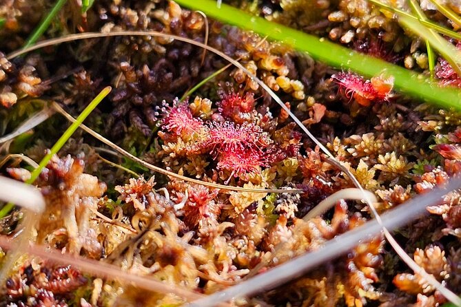 emeri Bogs Adventure: Explore Wetlands In Bog Shoes - Final Thoughts: Is It Worth It?