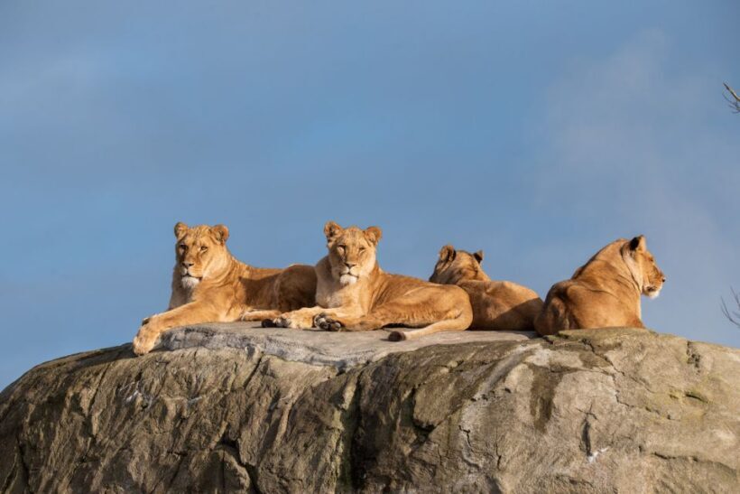 Emmen: Wildlands Adventure Zoo and Rimbula River Boat Ride - Who Will Love This Experience?