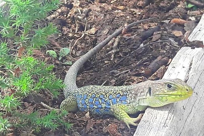 Enchanted City Excursion + Cuervo River Birth - What to Expect