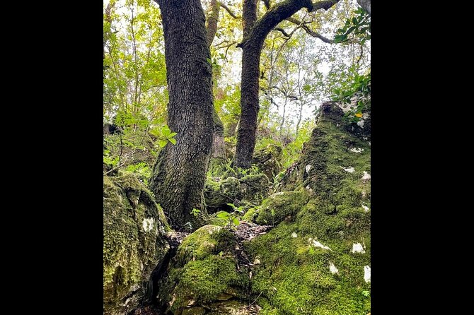 Enchanted Forest Hike and Wine Tasting Private Tour - A Thorough Look at the Tour Experience