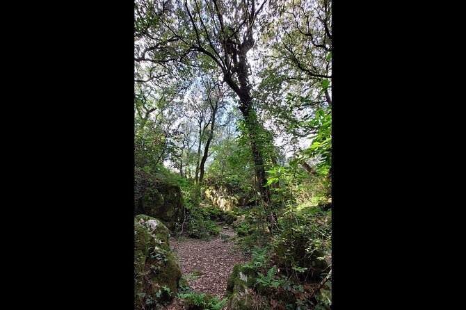 Enchanted Forest Hike and Wine Tasting Private Tour - Authentic Experiences That Truly Shine