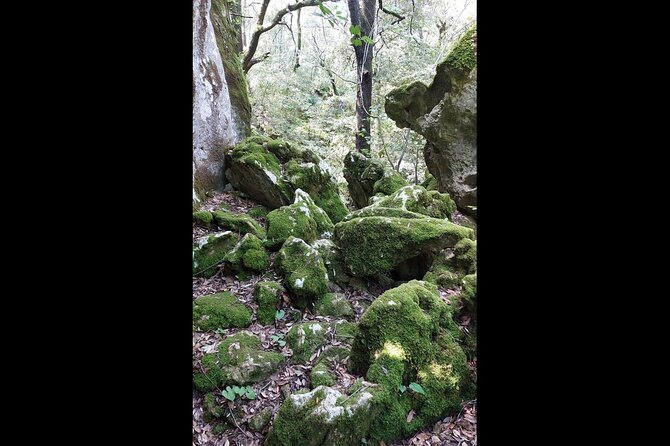 Enchanted Forest Hike and Wine Tasting Private Tour - Who Will Love This Experience?