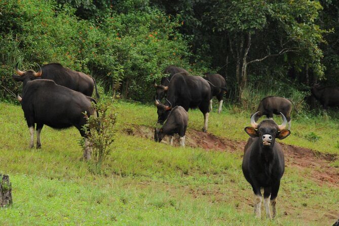 Enchanting Kerala: Tea Estate, Spice Plantation & Backwater Tour - The Sum Up
