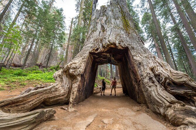 Enchanting Yosemite National Park Tour from San Francisco - The Sum Up: Is This Tour Right for You?