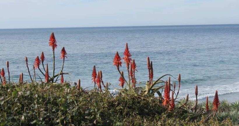 Encinitas: Downtown Walking Tour - Key Points