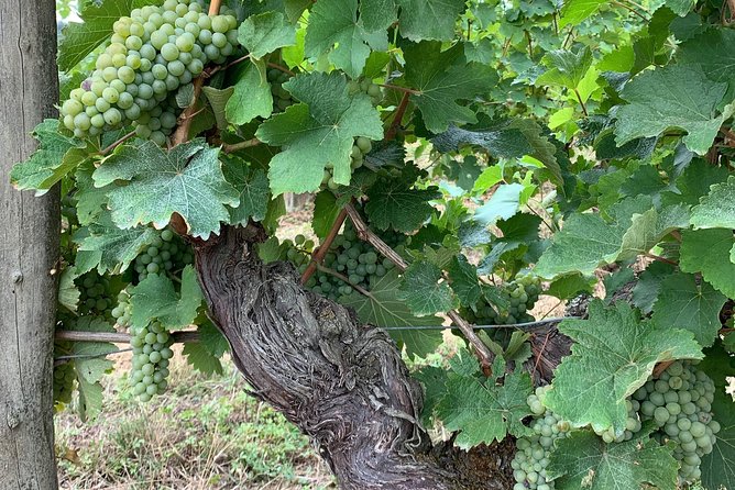 English Speaking Loire Winery Tours Originating From Chinon - Customer Reviews and Feedback