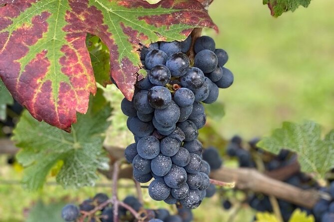 English Speaking Loire Winery Tours Pickup From Amboise or Tours - Transportation and Accessibility