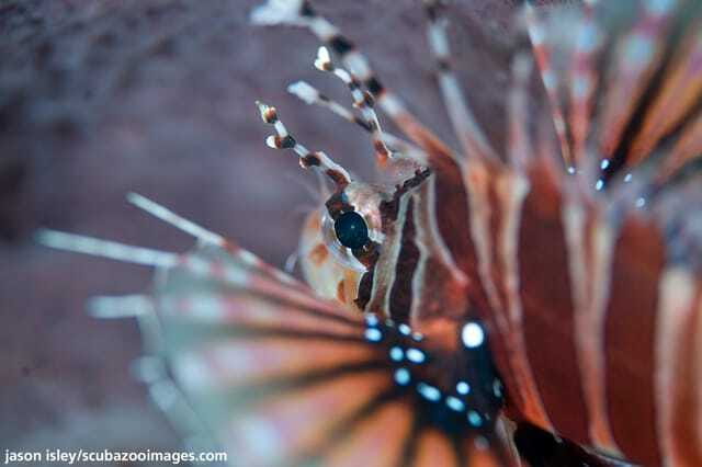 Enjoy 3 Fun Dives in Kota Kinabalu | Certified Divers - Key Points