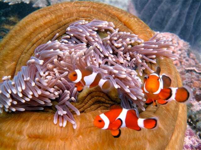 Enjoy 3 Fun Dives in Kota Kinabalu | Certified Divers - Analyzing the Value