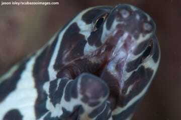 Enjoy 3 Fun Dives in Kota Kinabalu | Certified Divers - Practical Tips for Travelers