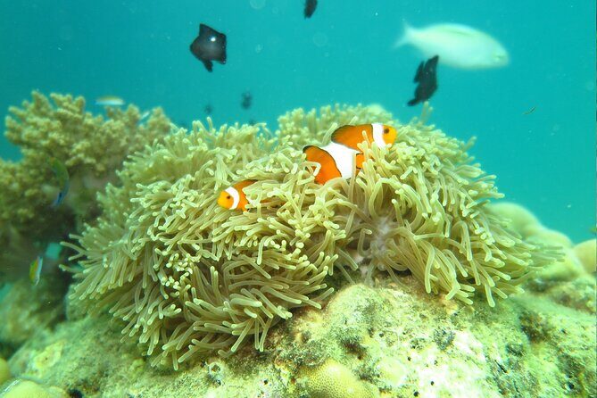 Enjoy Half Day Activities at Phuket Coral Island by Speedboat - The Sum Up
