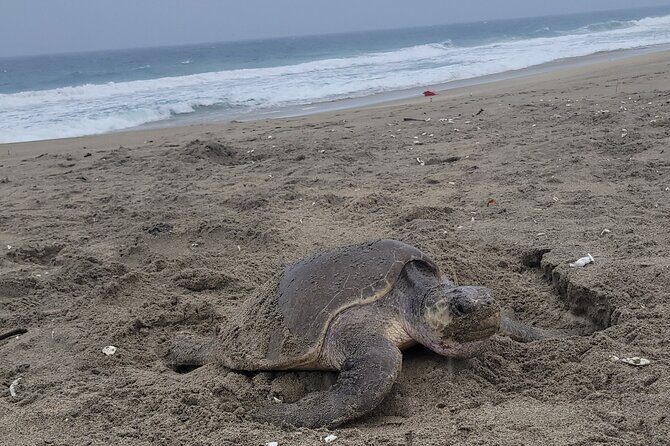 Enjoy Puerto Escondido with Beach and Nature from Oaxaca - Return Journey and Flexibility