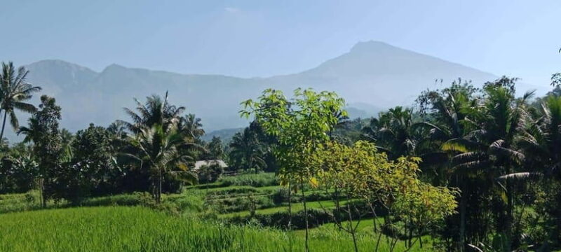 Enjoy the rice field Panorama in Tete batu village - Key Points