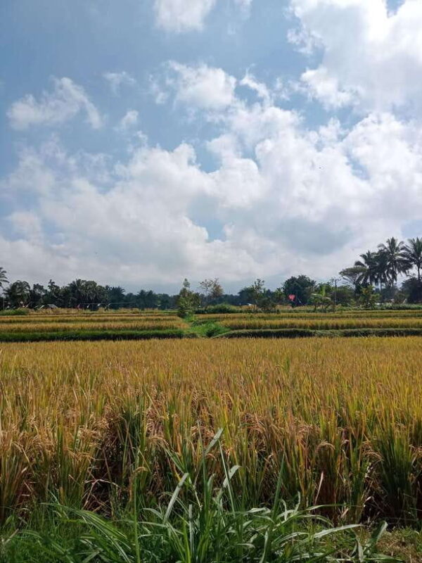 Enjoy the rice field Panorama in Tete batu village - Analyzing the Value