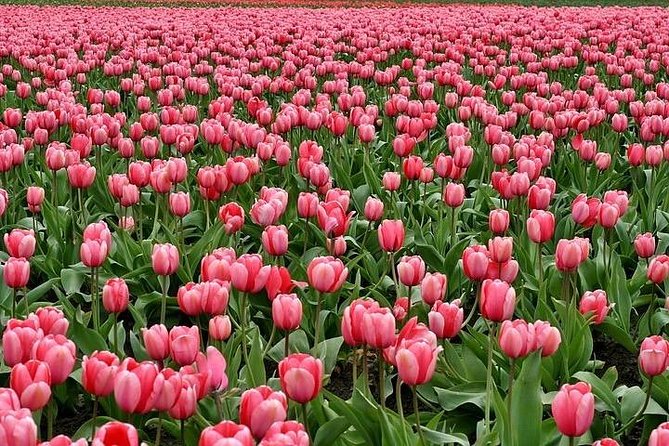 Enjoy the Tulip Fields by Bicycle With a Local Guide! Tulip Bike Tour! - Inclusions and Meeting Details