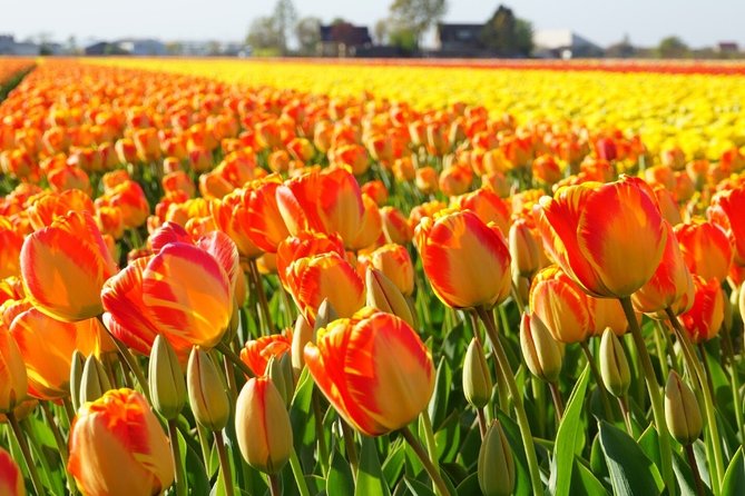 Enjoy the Tulip Fields by Bicycle With a Local Guide! Tulip Bike Tour! - Getting to the Meeting Point