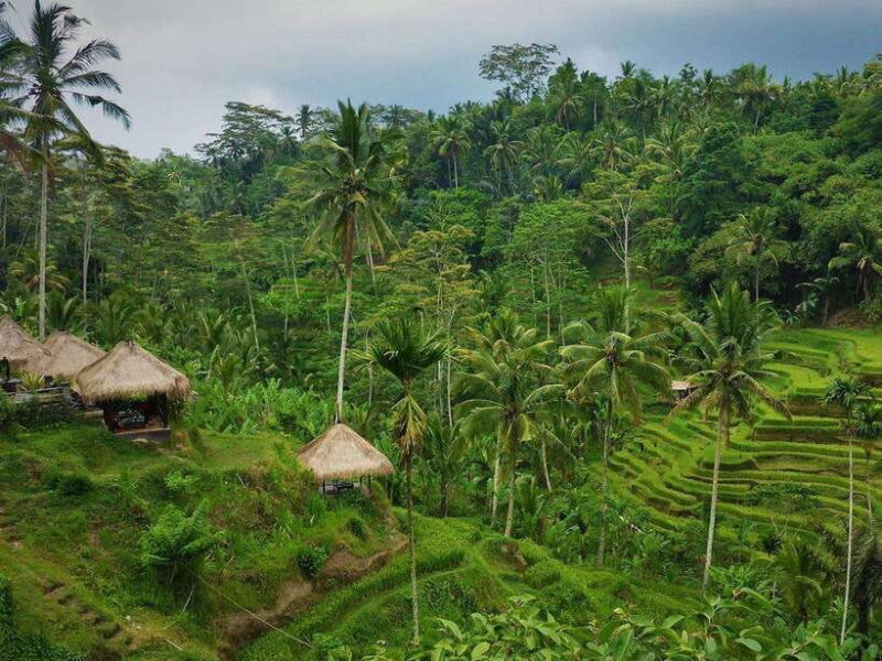 Enjoy Ubud : Tegallalang, Tegenungan Waterfall/ Private Tour - Who Will Enjoy This Tour?