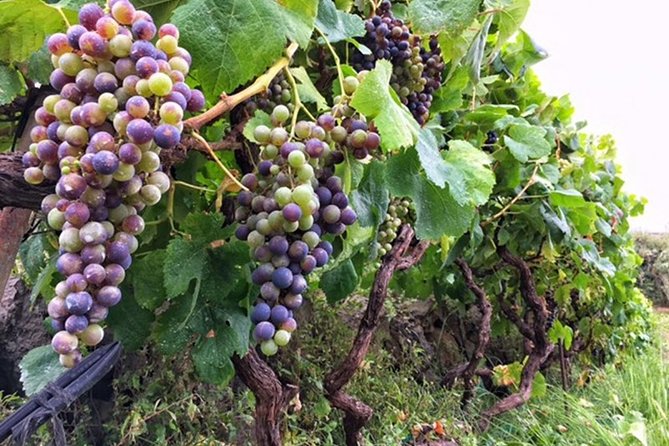 Enogastronomic Tour- 4 Hours in Tenerife - Accessibility and Traveler Requirements