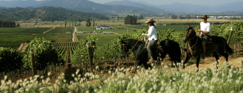 Ensenada: Horseback Riding at the Vineyards - An Authentic Ride through Valle de Guadalupe’s Vineyards