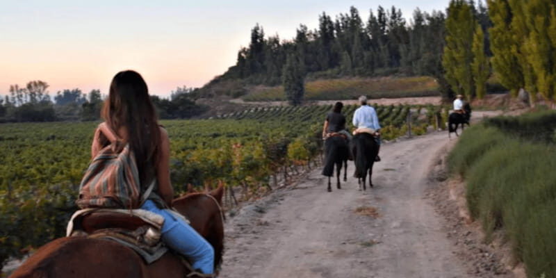Ensenada: Horseback Riding at the Vineyards - Detailed Itinerary Breakdown