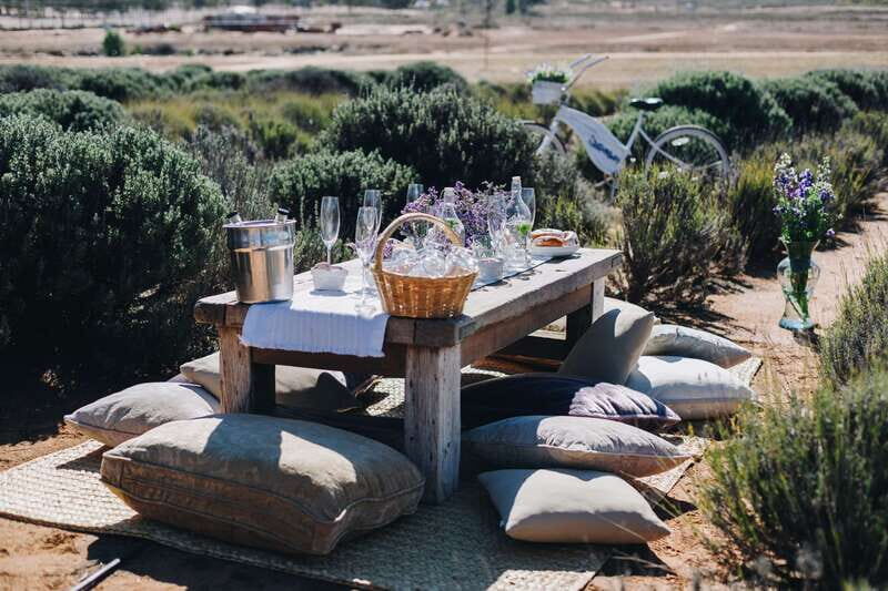Ensenada: Picnic in Lavender Fields at Aires de Lavanda - Practical Details and Value