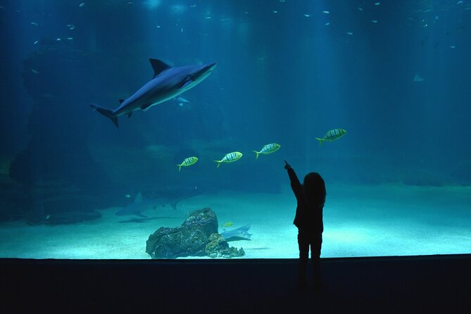 Entrance Ticket Nausicaa, the Biggest Aquarium in Europe - Aquarium Opening Hours in 2025