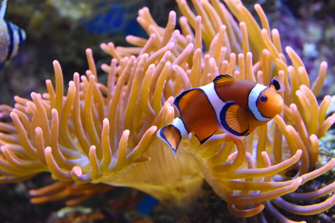 Entrance Ticket Nausicaa, the Biggest Aquarium in Europe - Accessibility and Services