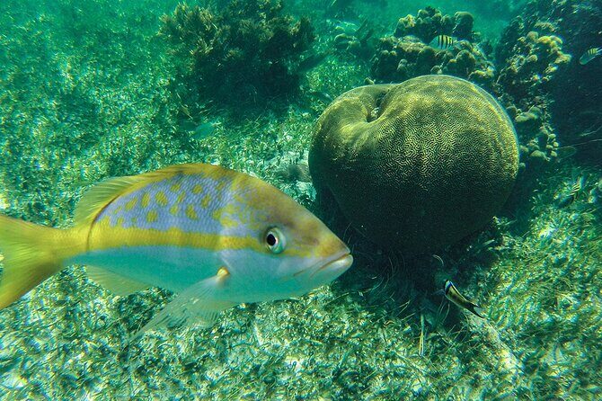 Entry Level PADI Course Discovery Scuba Dive - FAQ