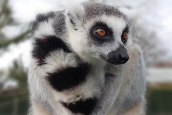 Entry Ticket to Hoo Zoo and Dinosaur World in Telford - Activities Beyond Animal Encounters