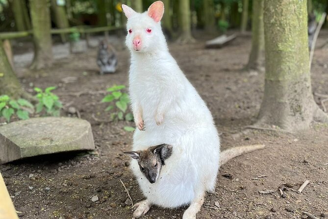 Entry Ticket to Hoo Zoo and Dinosaur World in Telford - Visitor Ratings and Customer Feedback