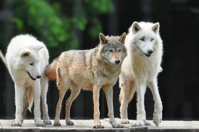 Entry Ticket to Hoo Zoo and Dinosaur World in Telford - Cancellation Policy and Reservation Details