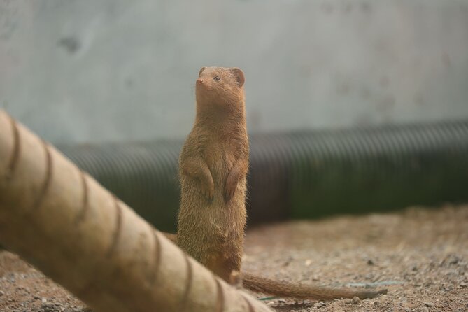 Entry Ticket to Hoo Zoo and Dinosaur World in Telford - Planning Your Visit to Telford