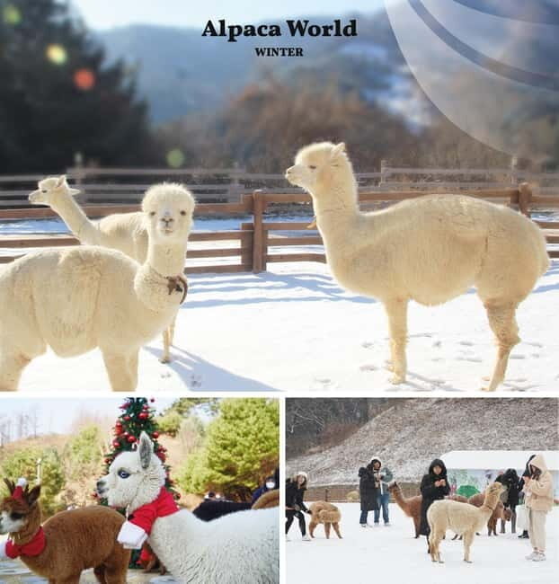 Eobi Ice Valley & Nami (+ Light Festival, Railbike, Alpaca) - Optional Seasonal Highlights