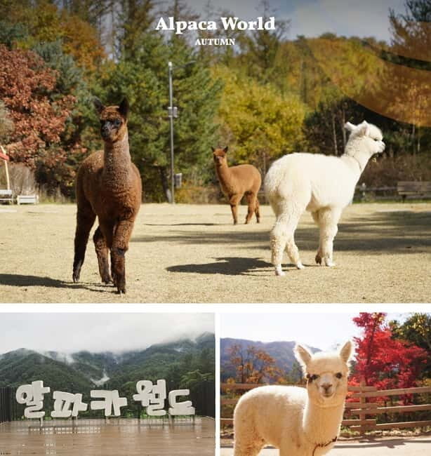 Eobi Ice Valley & Nami (+ Light Festival, Railbike, Alpaca) - Managing Expectations and Timing