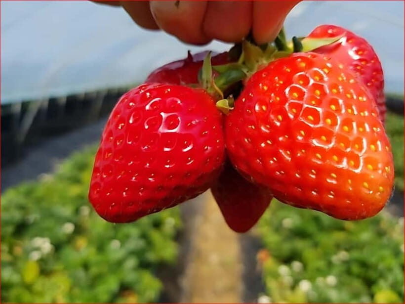 Eobi Valley, Sledding, Strawberry Picking, and Sheep Ranch - A Closer Look at the Experience