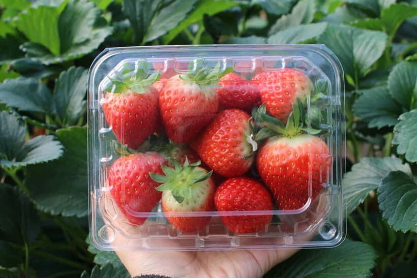 Eobi Valley, Sledding, Strawberry Picking, and Sheep Ranch - Who Will Love This Tour?