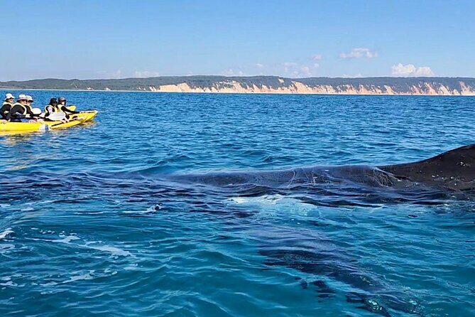 Epic Kayak With Dolphins & Wildlife - 4WD Beach Adventure Noosa - The Experience in Detail