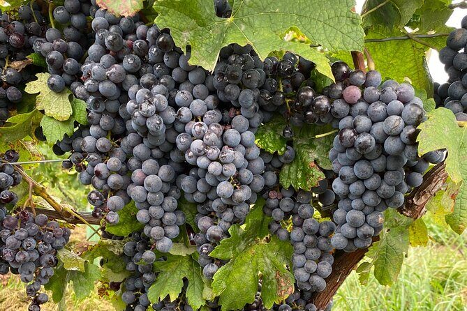 Epic Wine and Waterfall Tour - Who Should Consider This Tour?
