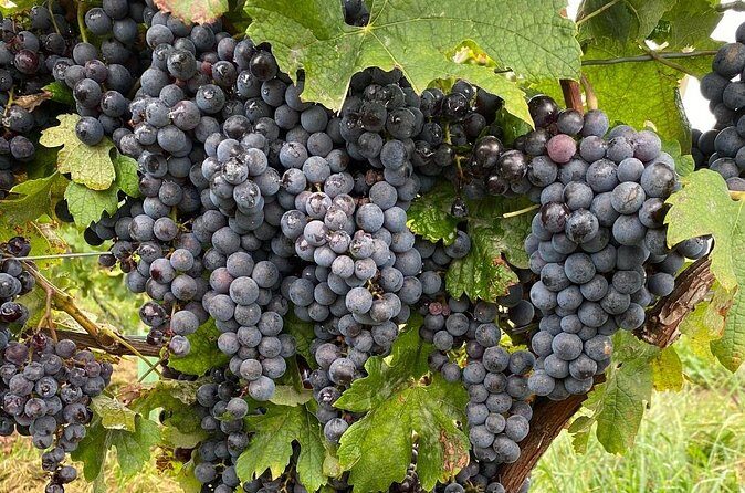 Epic Wine and Waterfall Tour - FAQ