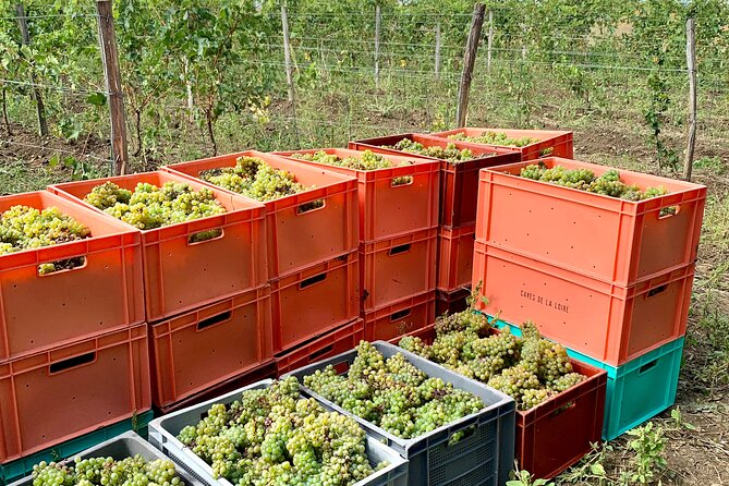 Epicurean Discovery Tour With Wine & Local Specialties - History of Château Du Petit Thouars