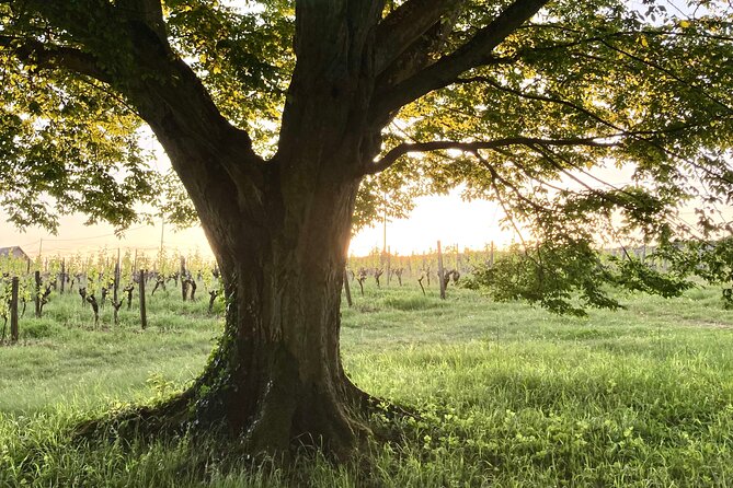 Epicurean Discovery Tour With Wine & Local Specialties - Exploring the Troglodyte Caves