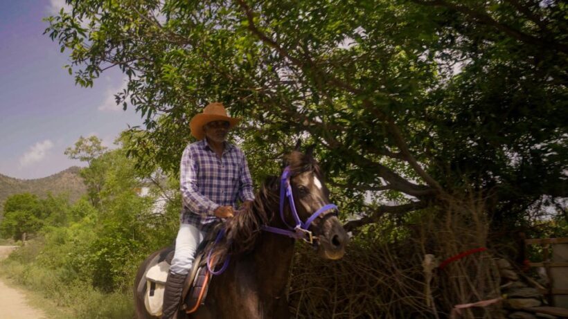 Equestrian Escape: Horse Safari Adventure - Key Points