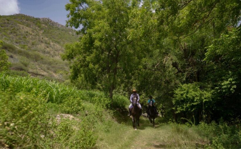 Equestrian Escape: Horse Safari Adventure - Who Will Love This Tour?