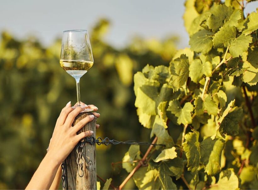 Ercolano vineyards, view cellar wine tasting and brunch - A Taste of Campania: Ercolano Vineyards, View Cellar, Wine Tasting and Brunch