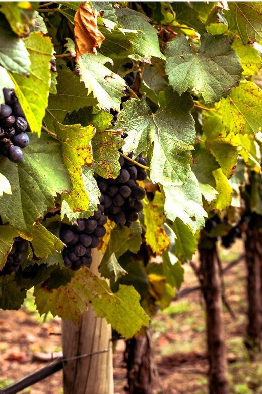 Ercolano vineyards, view cellar wine tasting and brunch - The Sum Up