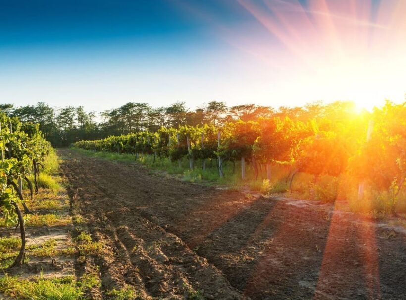 Ercolano vineyards, view cellar wine tasting and brunch - FAQ